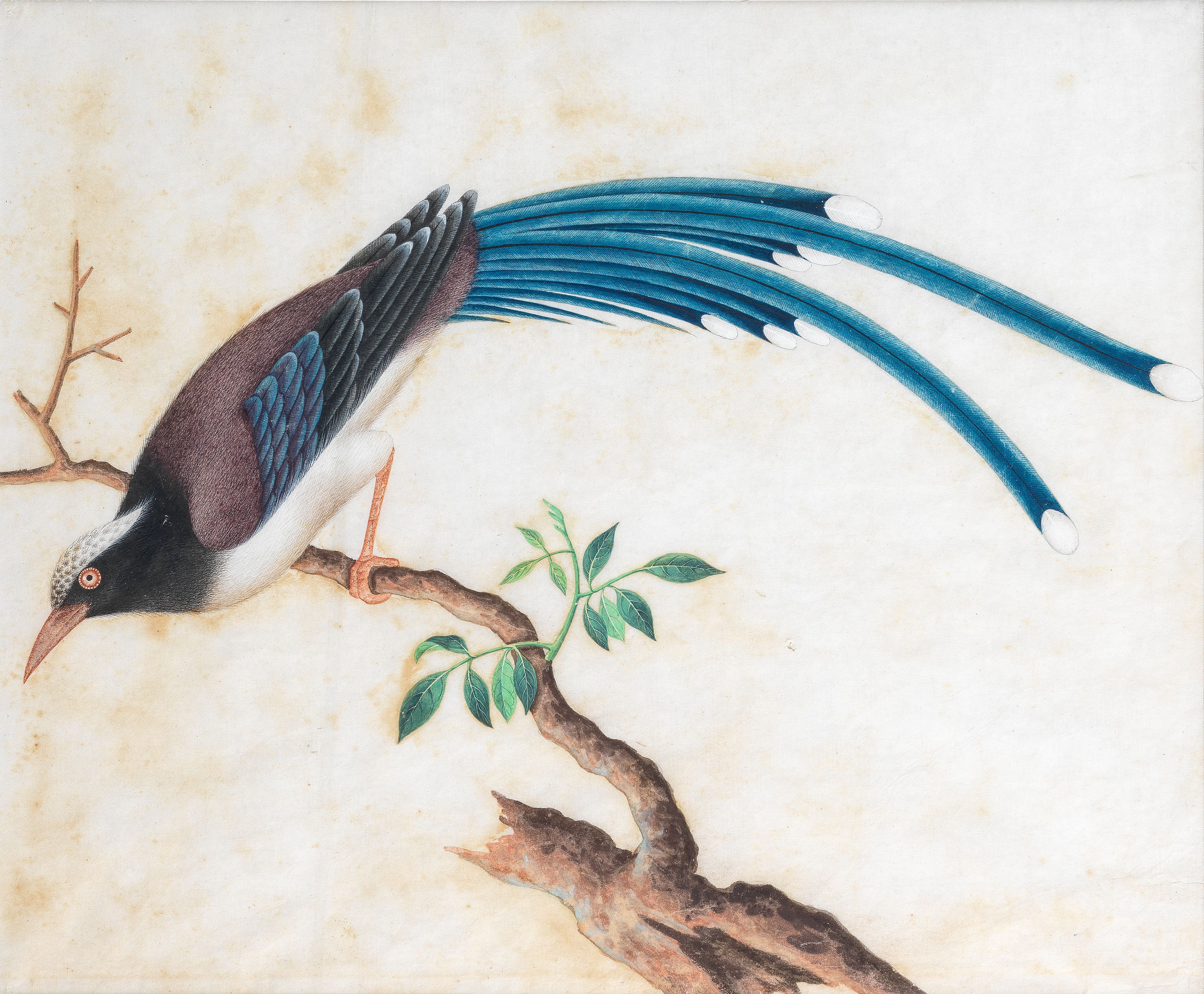 Bonhams : A Himalayan blue magpie Chinese Company School, EARLY 19TH ...