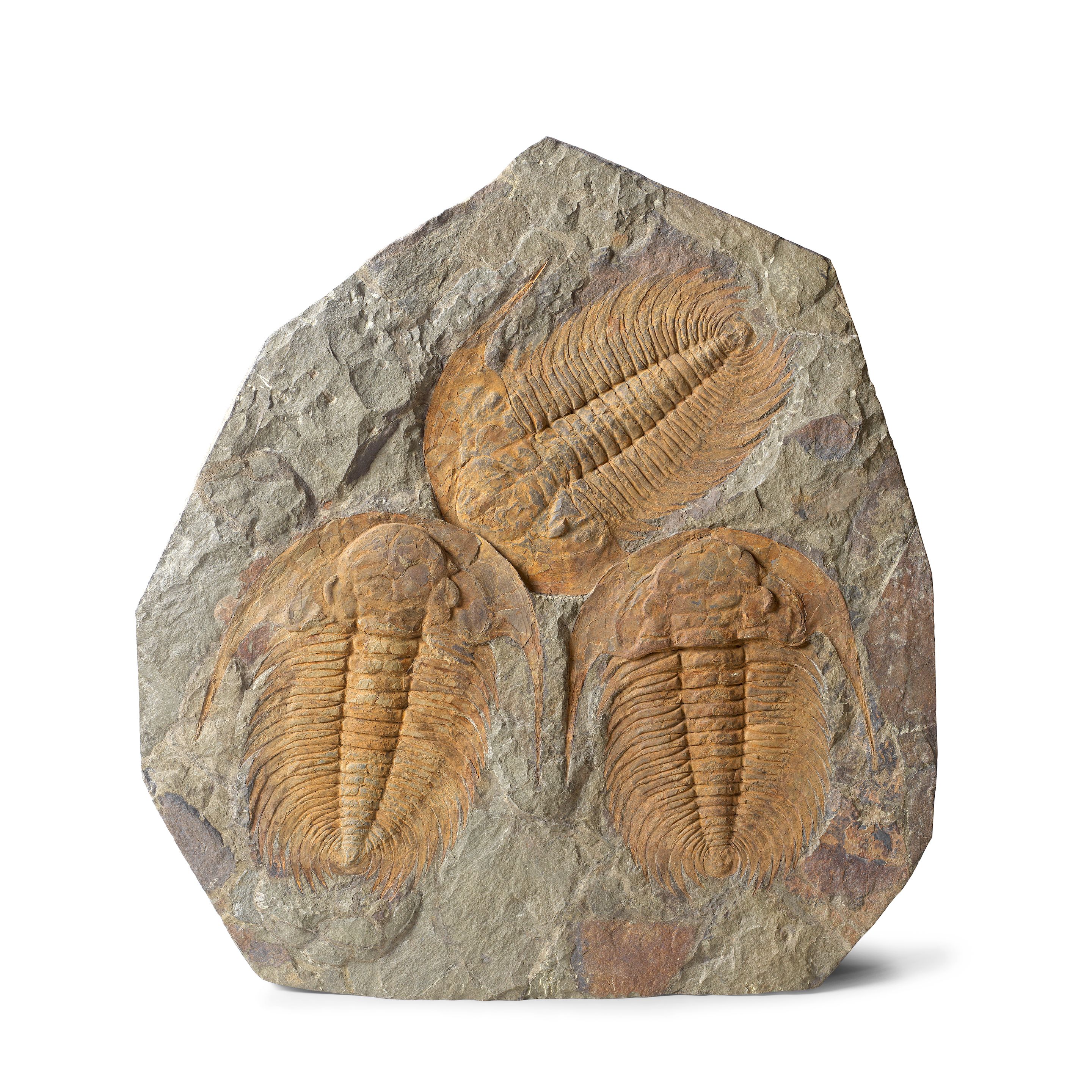 Bonhams : A MASSIVE SILTSTONE TRILOBITE MORTALITY SLAB