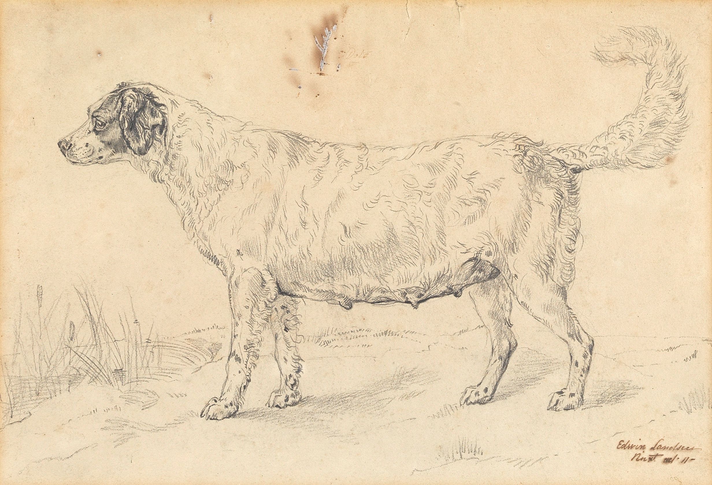 Bonhams : Sir Edwin Henry Landseer, RA (London 1802-1873) Study of a dog