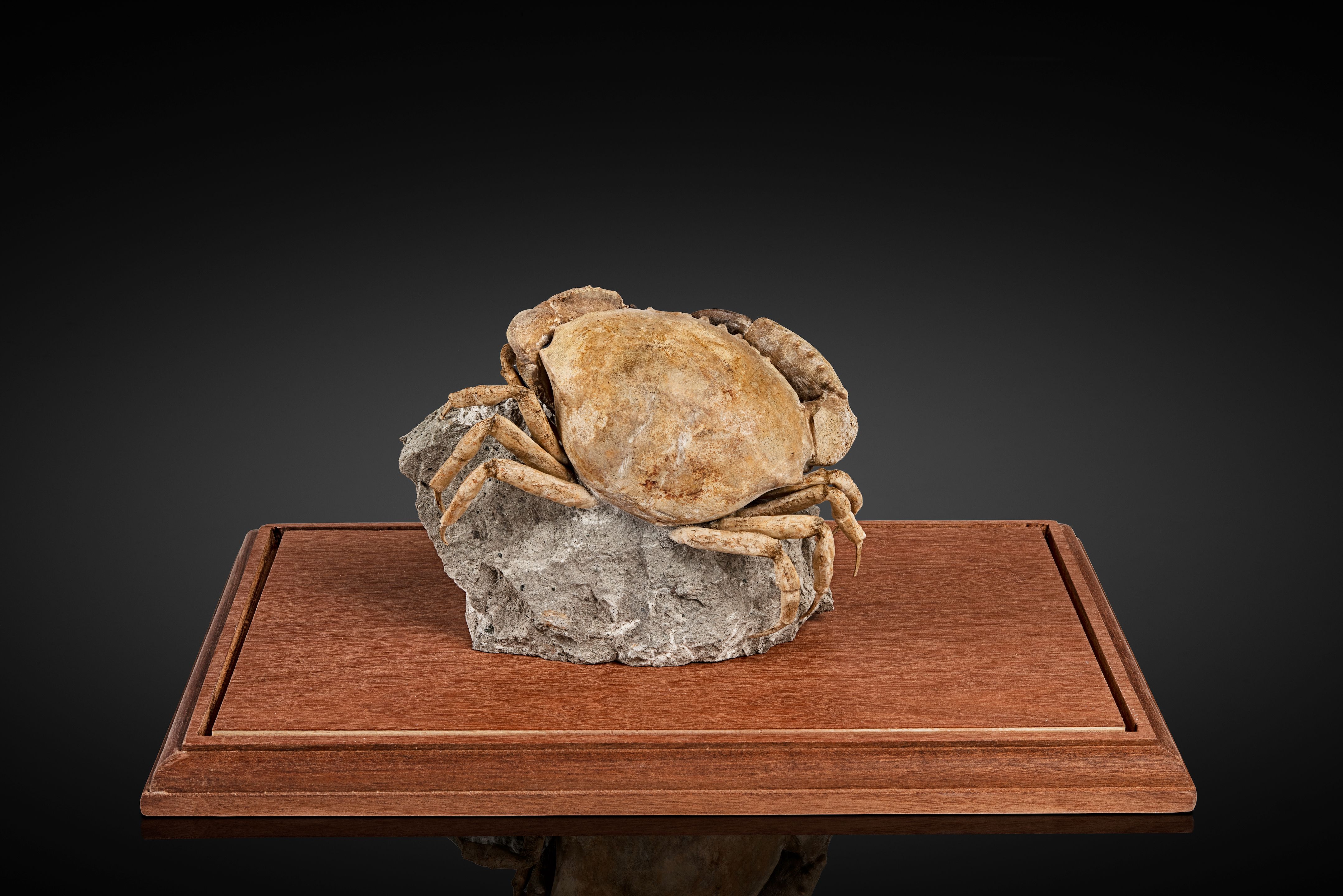 Bonhams : Crabe fossile Fossil Crab