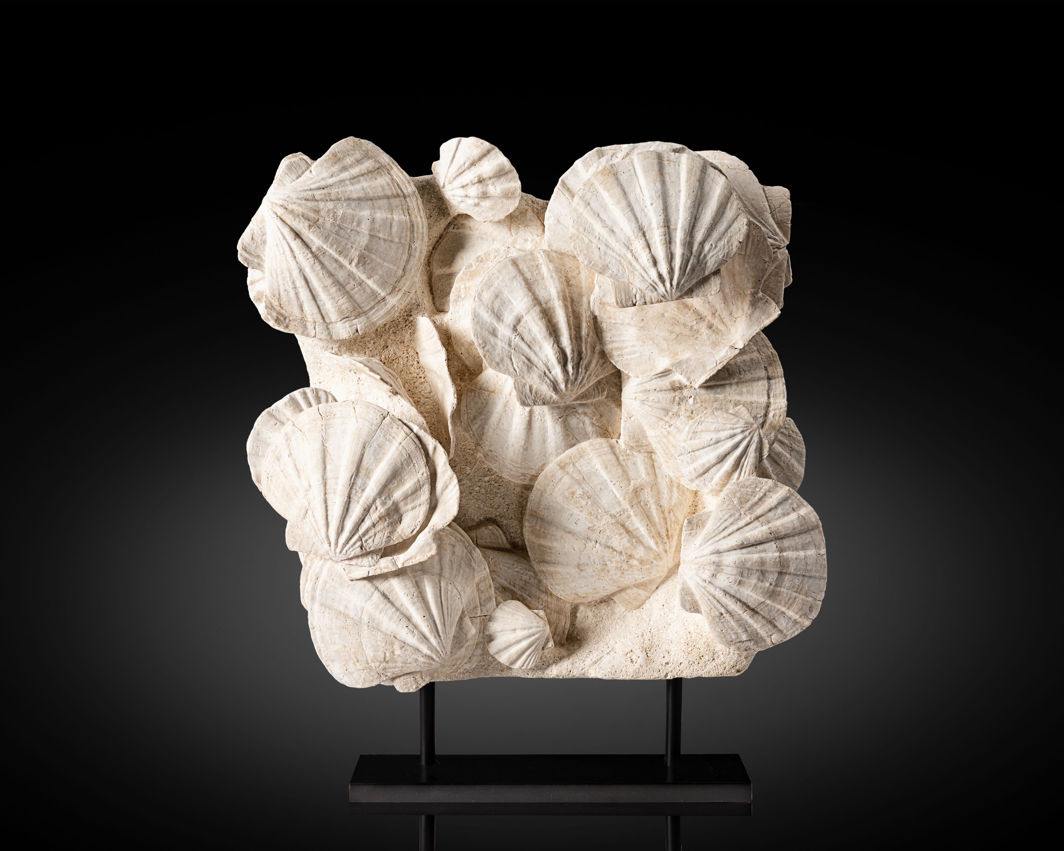 Bonhams : Ensemble de pectens fossiles Fossil Pecten Plate