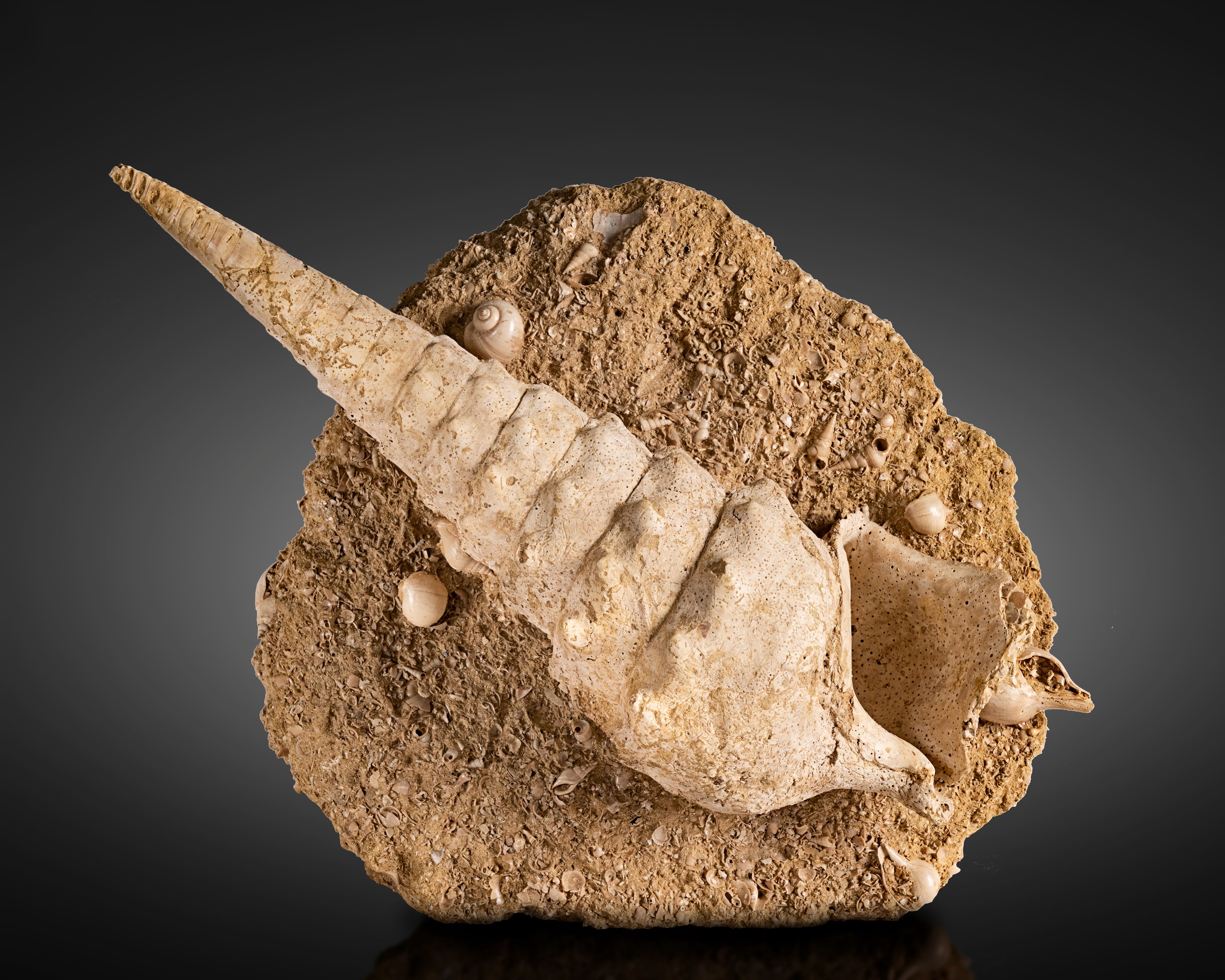 Bonhams : Grand gastéropode fossile Large Fossil Gastropod