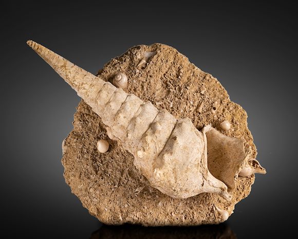 Bonhams : Grand gastéropode fossile Large Fossil Gastropod