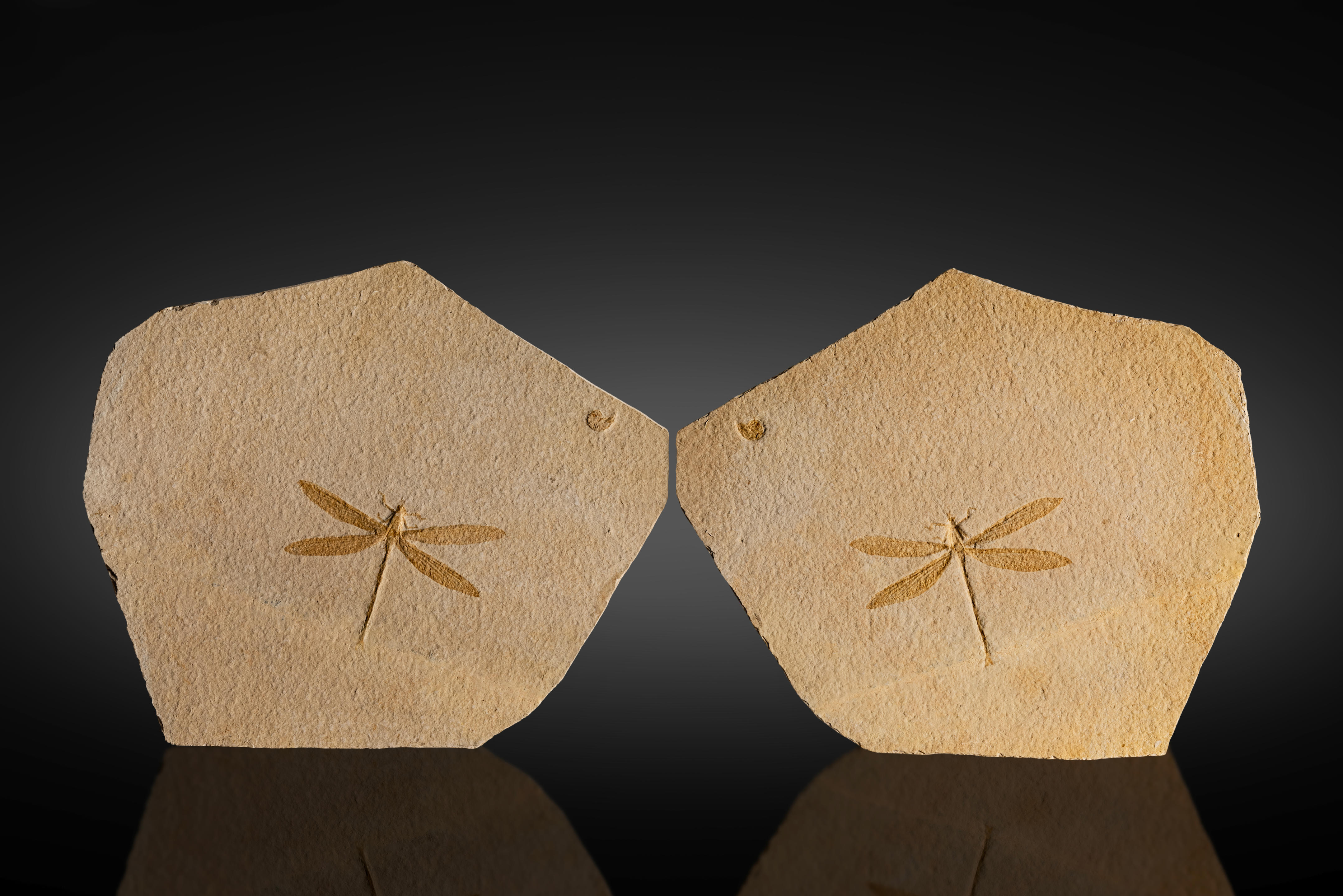 Bonhams : Libellule fossile (positif et négatif) Fossil Dragonfly ...