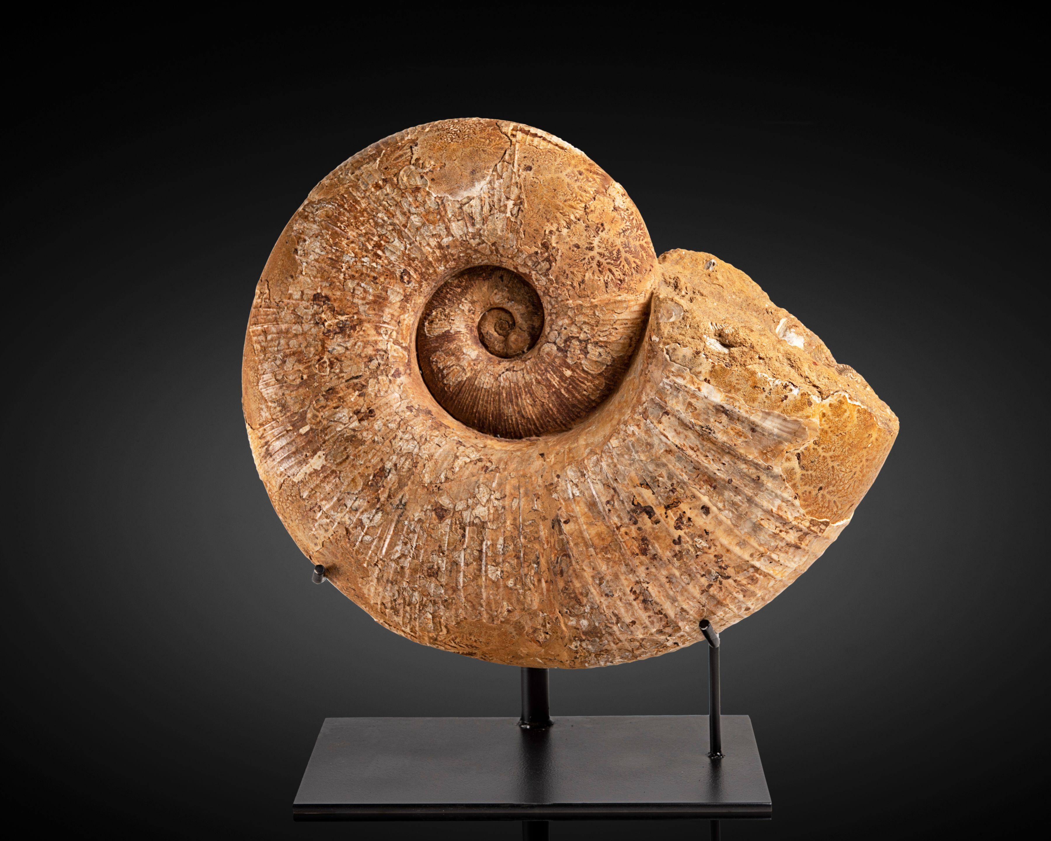 Bonhams : Rare et importante ammonite avec support Rare, Immense ...