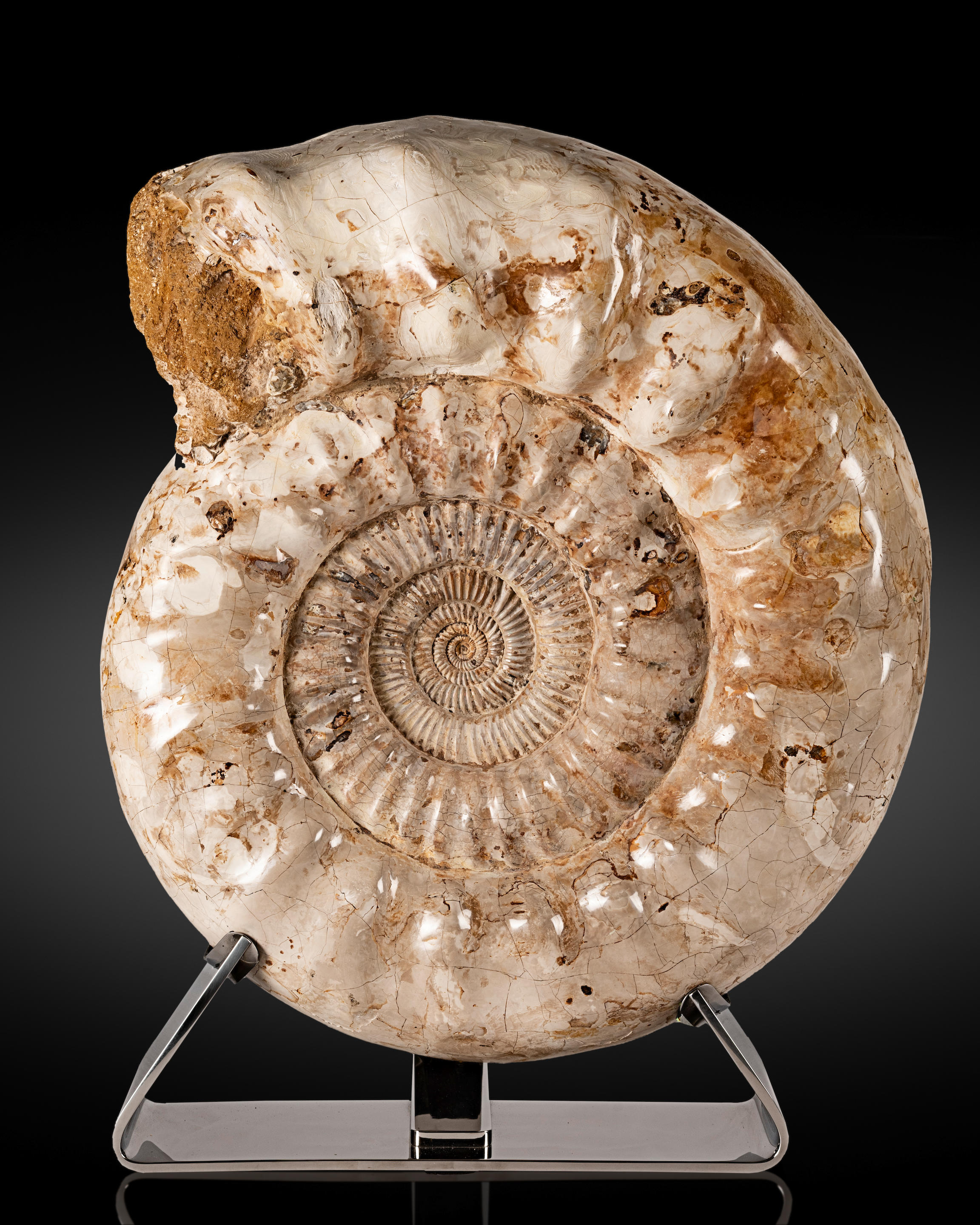 Bonhams : Grande ammonite Large Ammonite