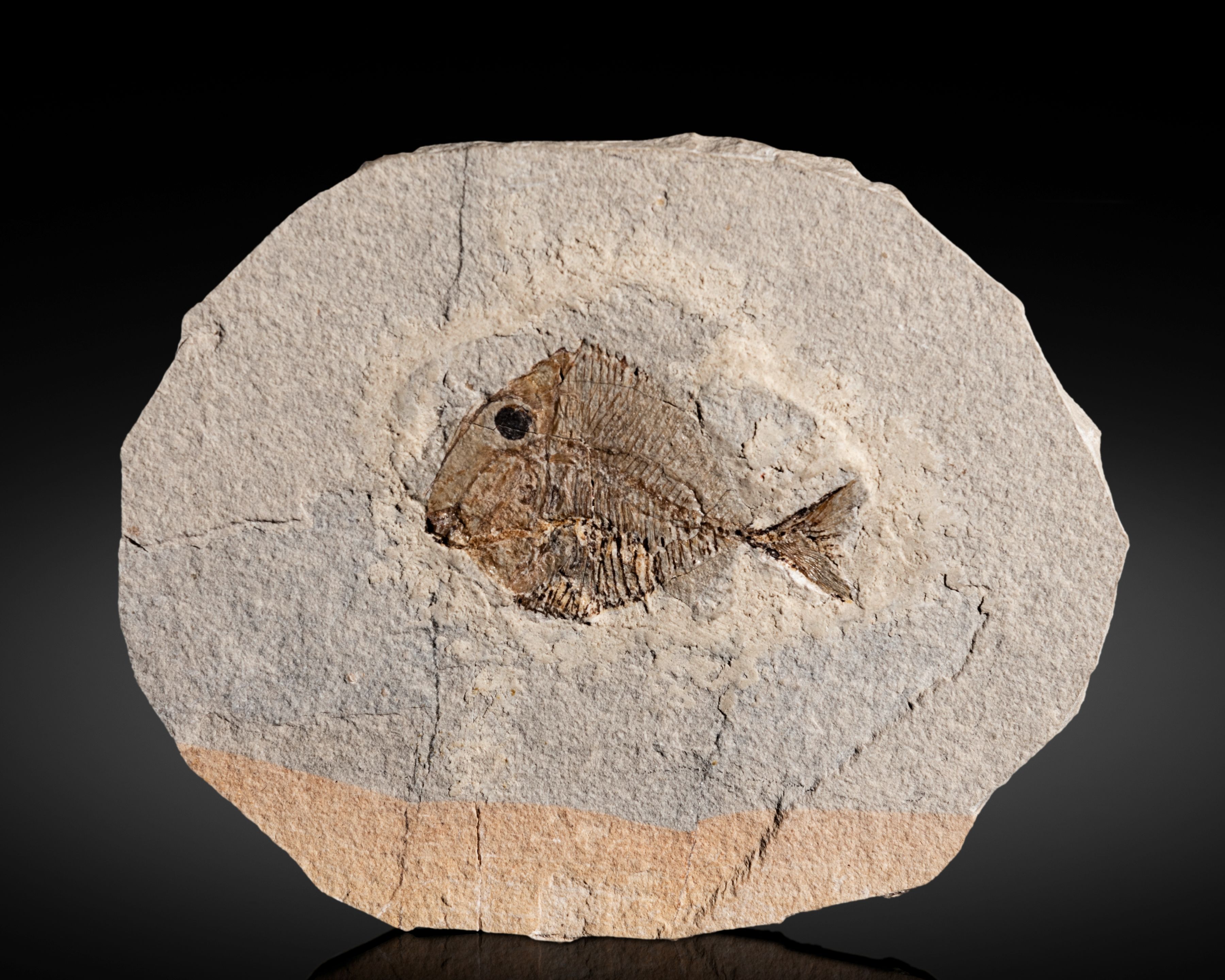 Bonhams : Rare poisson corallien de Bolca Rare Coral Fish Fossil from Bolca