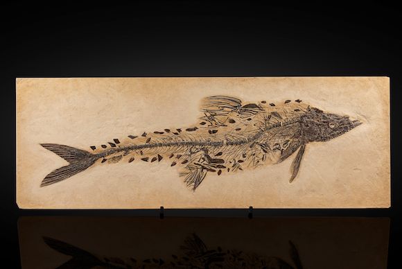 Bonhams : Important poisson fossile Large Fossil Fish