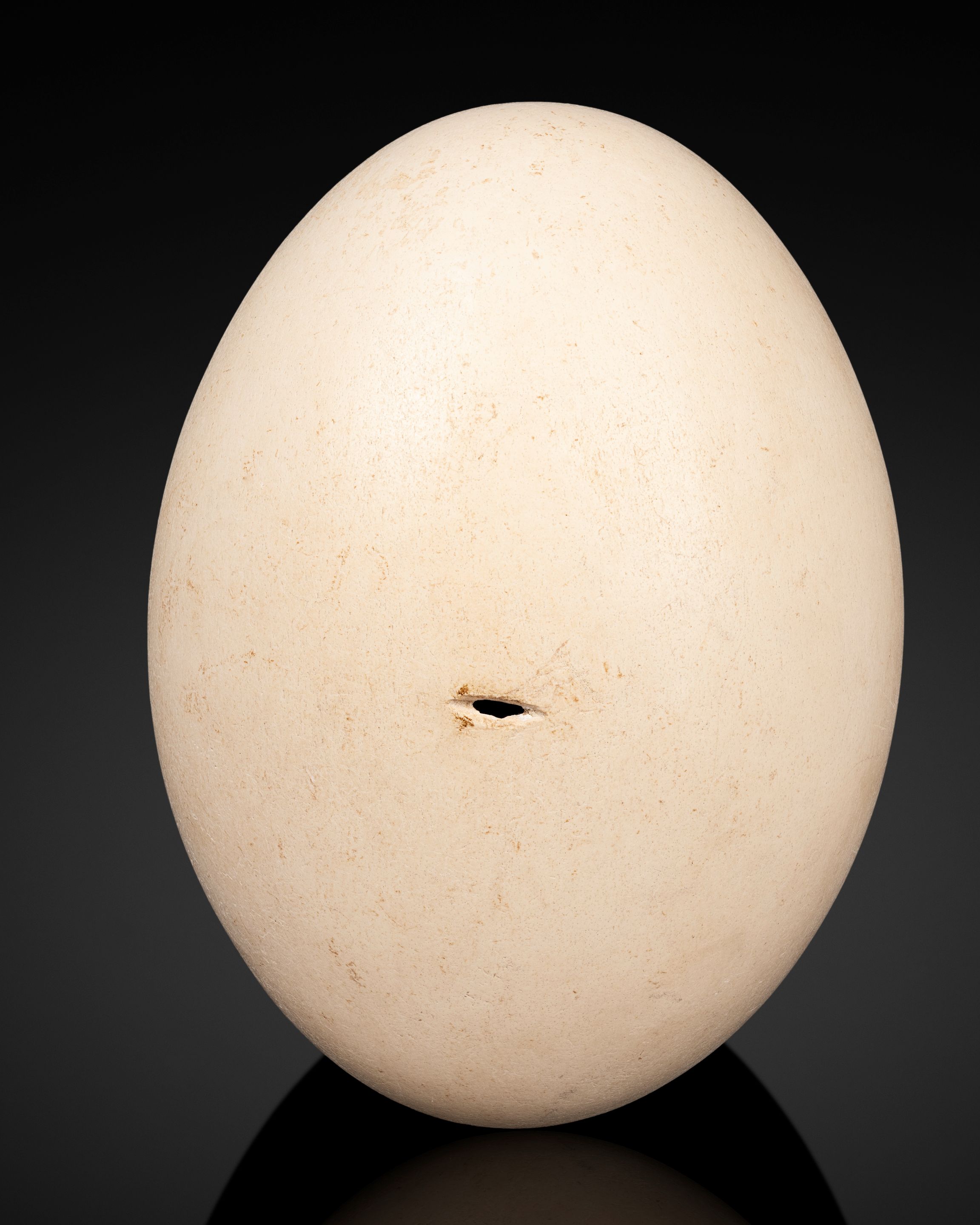 Bonhams : Oeuf d'aepyornis dit oiseau-éléphant Extinct Elephant Bird ...