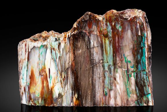 Bonhams : Tranche de bois pétrifié «bois de Colla» Petrified "Colla ...