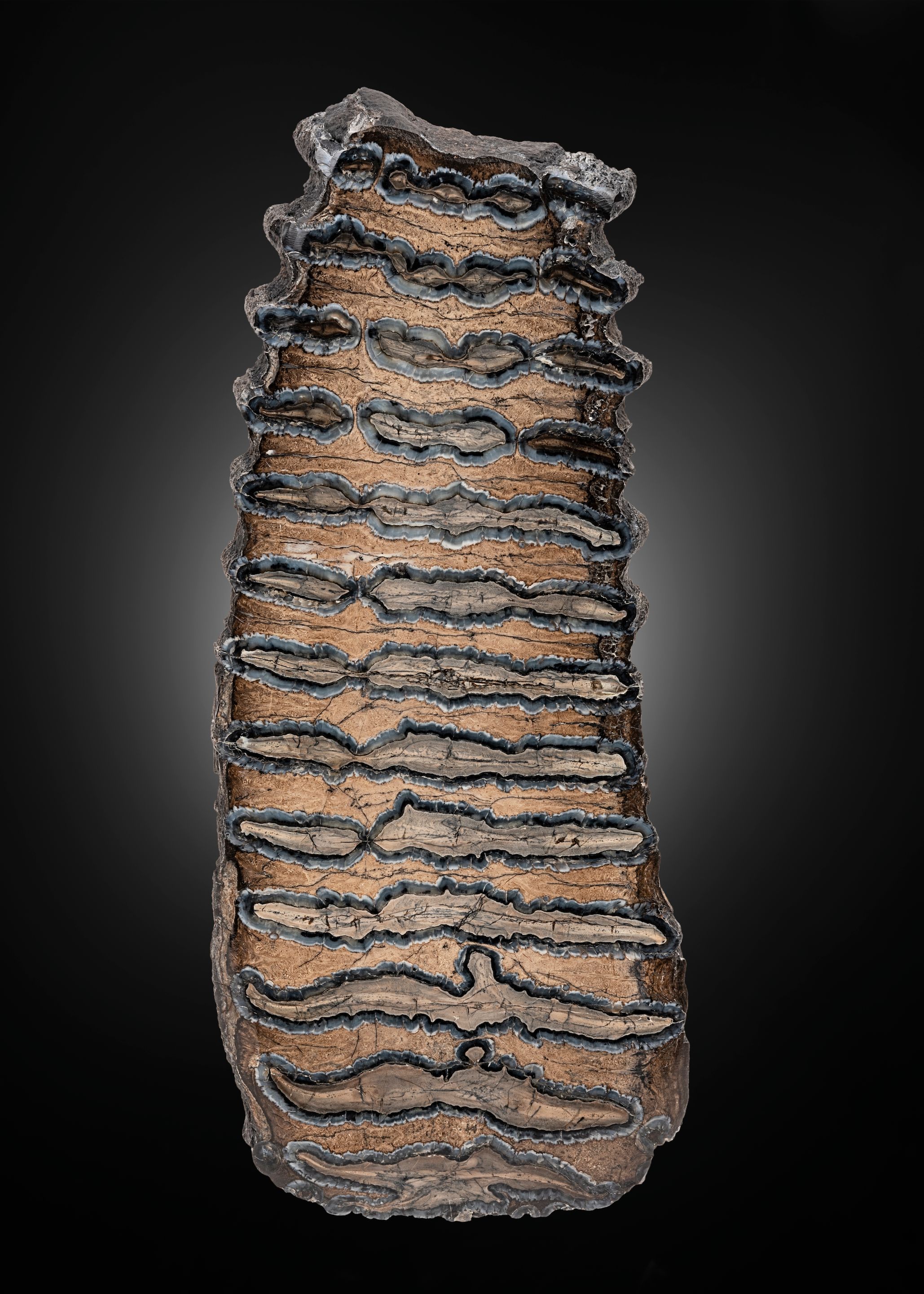 Bonhams : Coupe transversale de dent de mammouth Extinct Mammoth Tooth ...