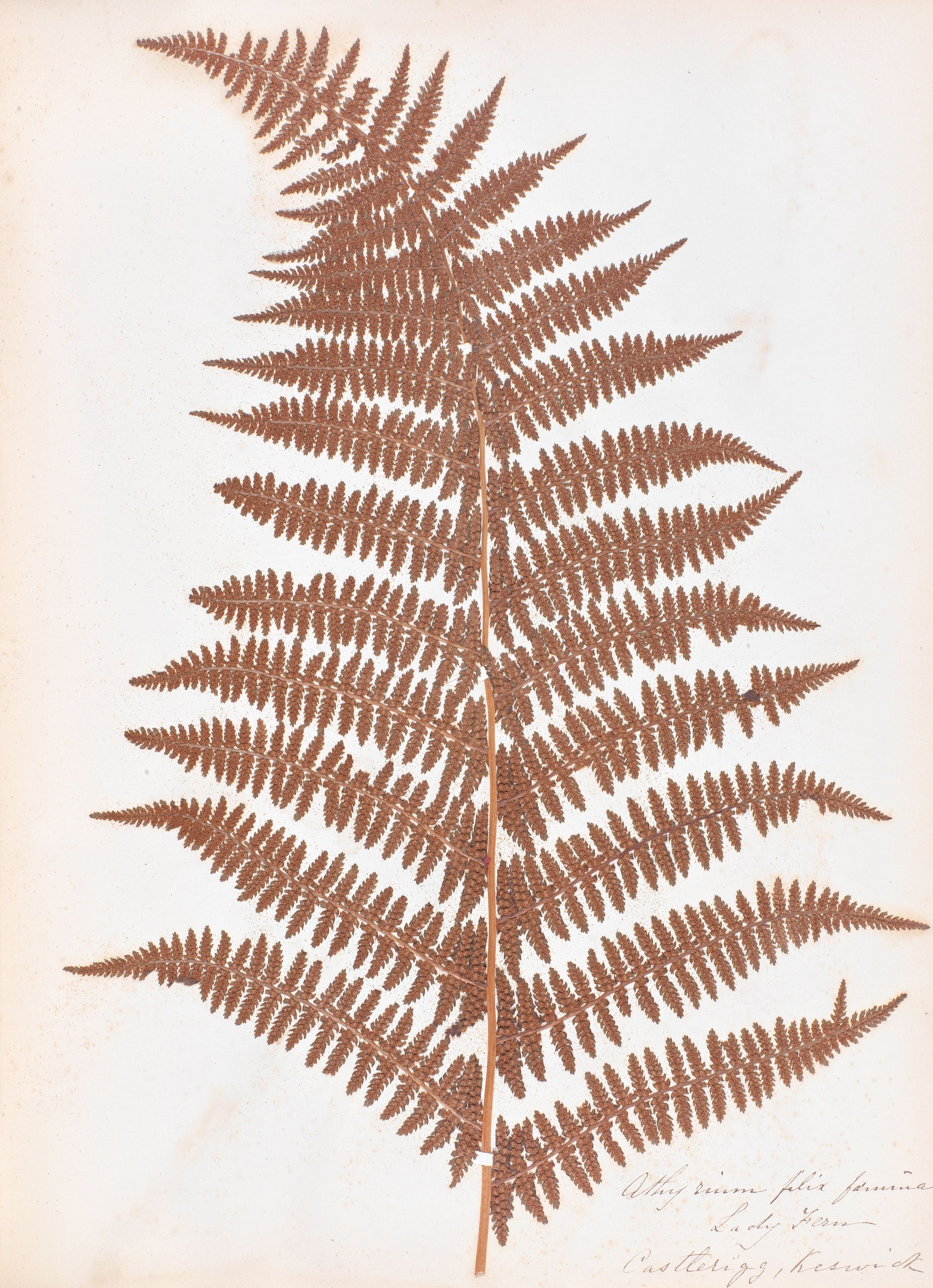 Bonhams : FERNS Flintoft's Collection of the British Ferns in the ...
