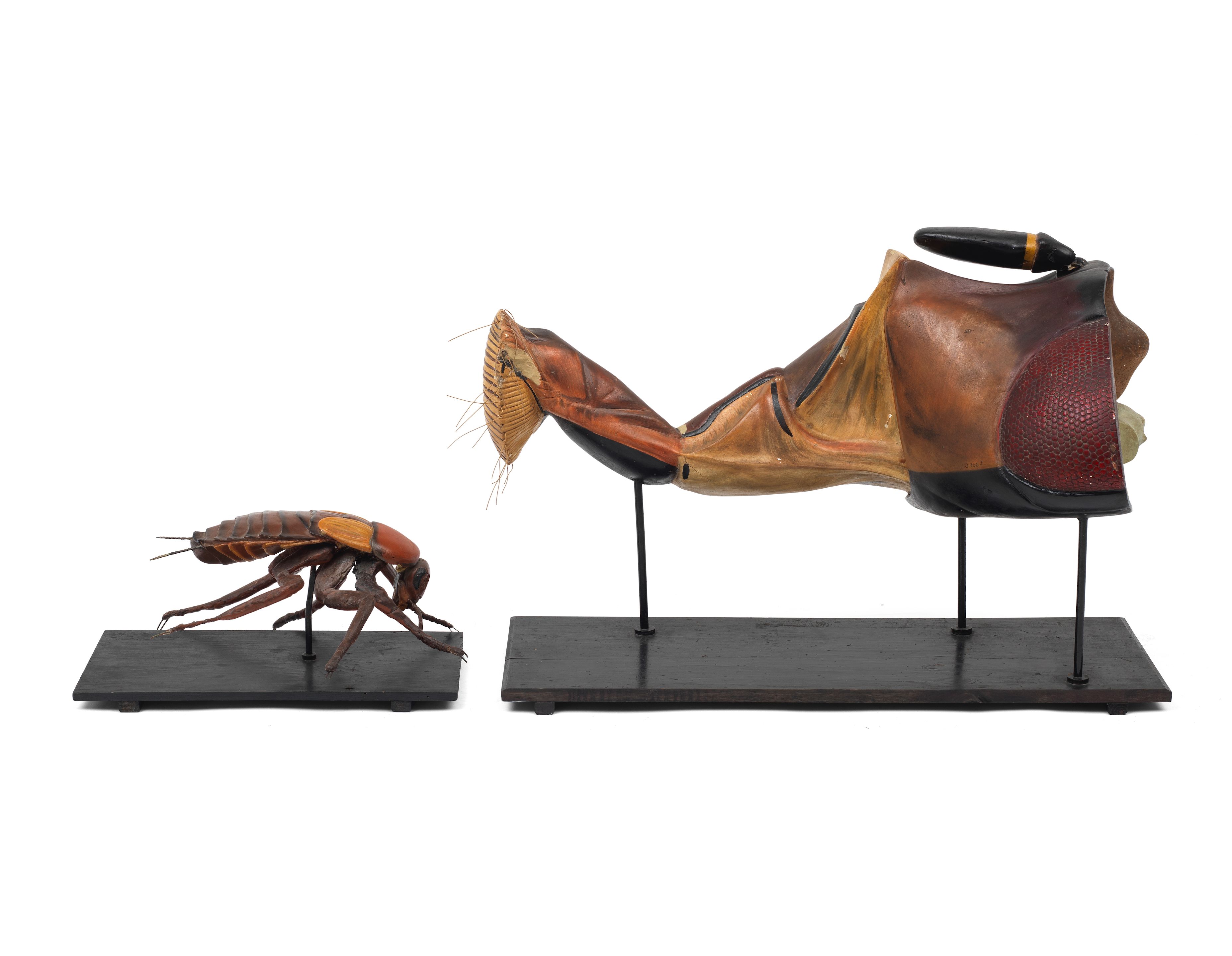 Bonhams : Two plaster entomological models of an insect and a body part ...