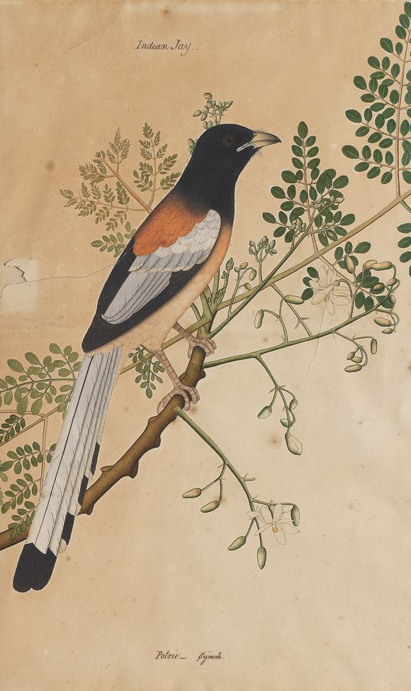 Bonhams : An Indian Jay Company School, Calcutta, circa 1820-30