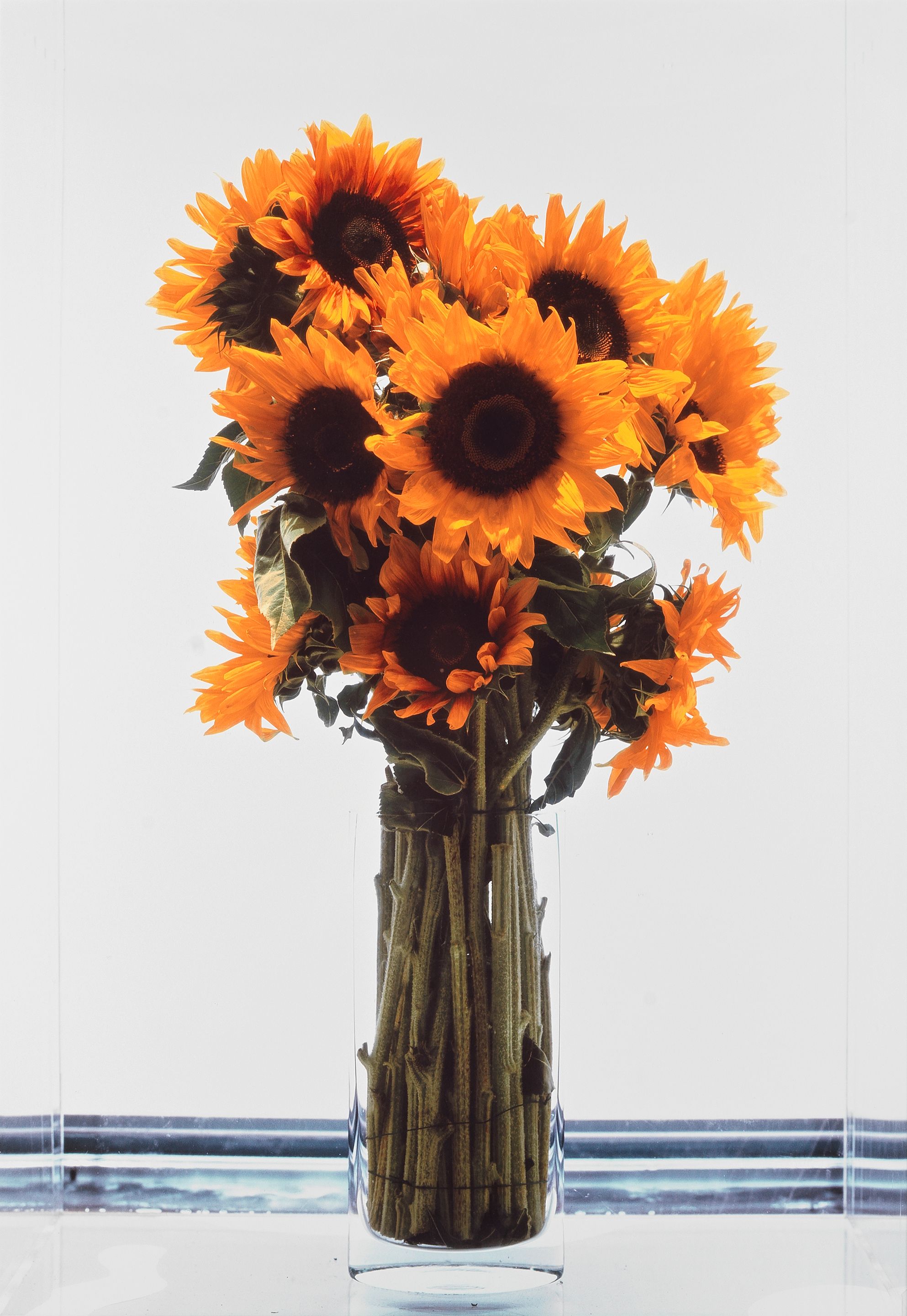 Bonhams : Marc Quinn (British, born 1964) Frozen Sunflowers Ilfochrome ...