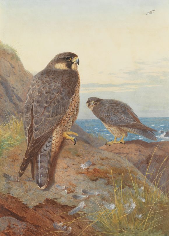 Bonhams : Archibald Thorburn (British, 1860-1935) Peregrine Falcons