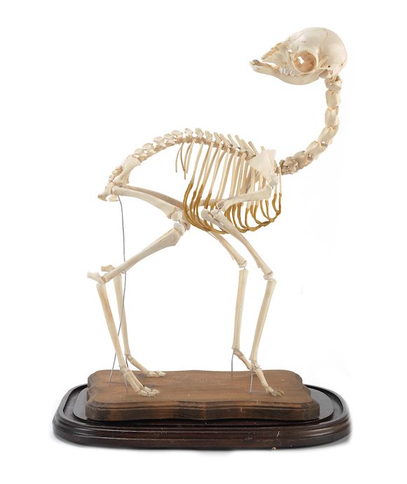 Bonhams : A cria or baby Lama osteological specimen probably early 20th ...