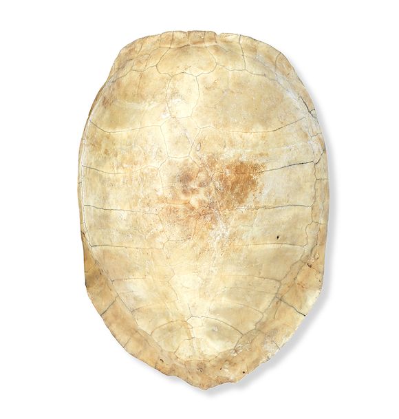 Bonhams : A Blonde Turtle Shell
