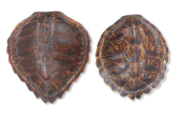 Bonhams : Two Turtle Shells (2)