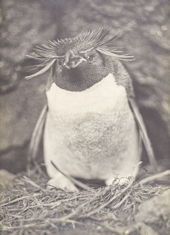 Bonhams : HURLEY (FRANK) 'A Precocious Victoria Penguin', 'Protection ...