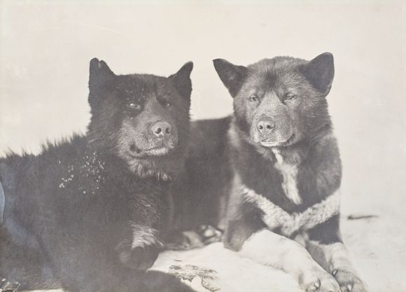 Bonhams : HURLEY (FRANK) 'Greenland Esquimaux Dogs', [Between 1911-1914]