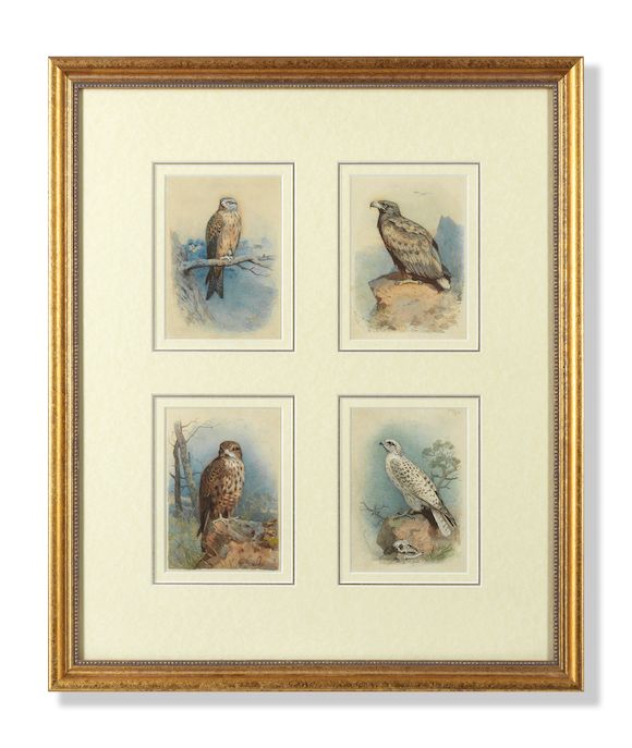 Bonhams : Archibald Thorburn (British, 1860-1935) Kite; White-Tailed ...