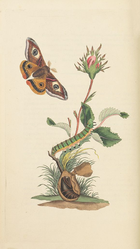 Bonhams : DONOVAN (EDWARD) The Natural History of British Insects ...