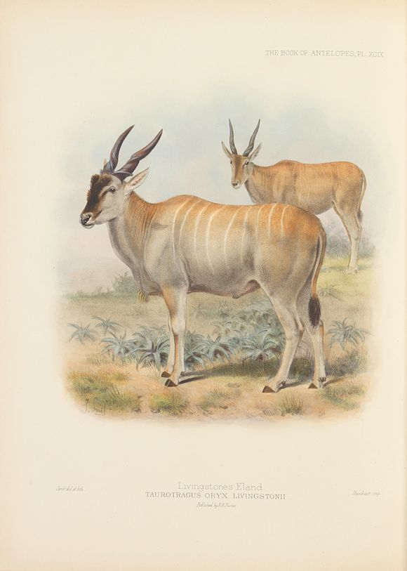 Bonhams : SCLATER (PHILIP LUTLEY) AND OLDFIELD THOMAS The Book of ...