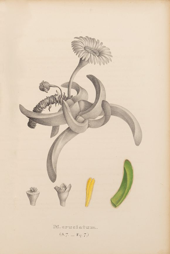 Bonhams : [SALM-REIFFERSCHEIDT-DYCK (JOSEPH FURST VON) Monographia ...