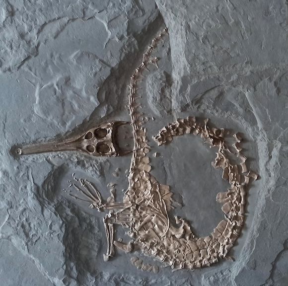 Bonhams : A beautifully preserved Steneosaurus on a Matrix