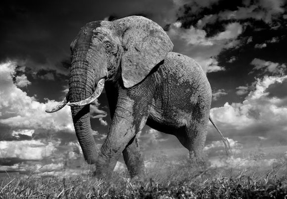 Bonhams : David Yarrow (British, born 1966) The Patrician, Amboseli ...