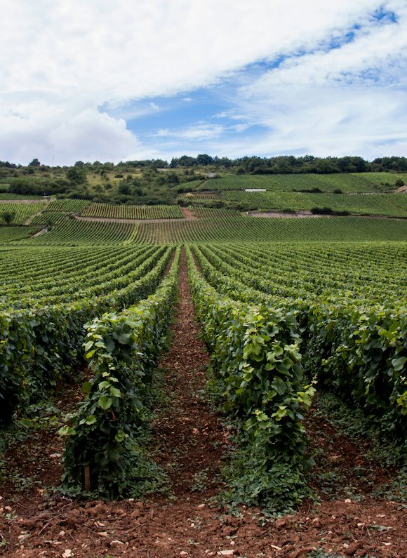 Bonhams : Beaune 1er Cru, Clos des Aigrots Blanc 2020, Domaine Michel ...