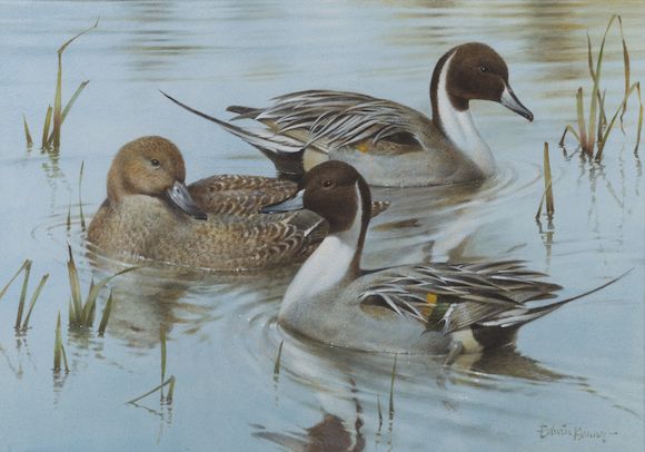 Bonhams : Edwin Penny (British, 1930-2016) Pintail ducks