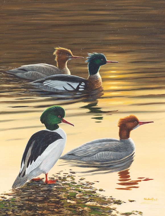 Bonhams : Alastair Proud (British, born 1954) Red Breasted Mergans and ...