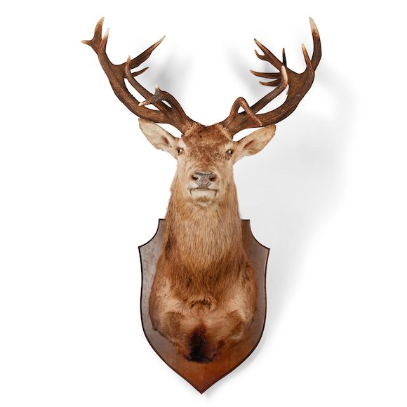 Bonhams : An impressive taxidermy red deer stags head on oak shield ...