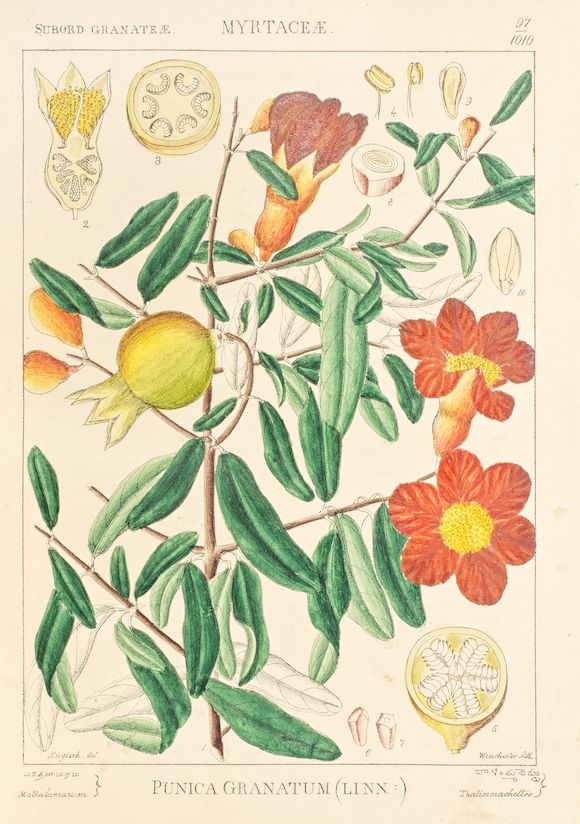 Bonhams : WIGHT (ROBERT) Illustrations of Indian Botany; or Figures ...