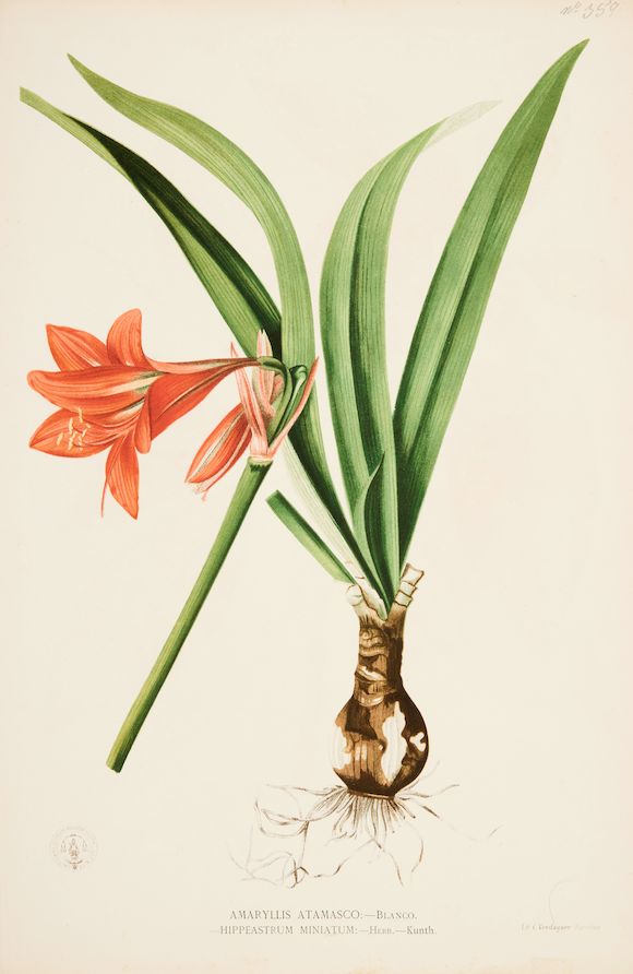 Bonhams : BLANCO (FRANCISCO MANUEL) Flora de Filipinas...adicionada con ...