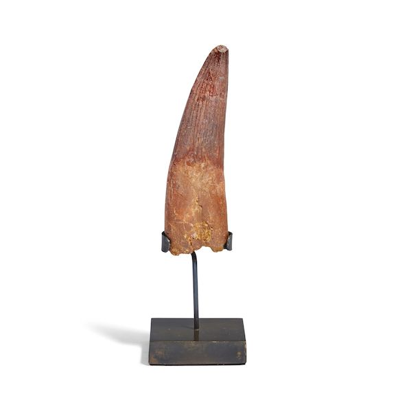 Bonhams : Spinosaurus Aegyptiacus Spine Lizard Dinosaur Tooth