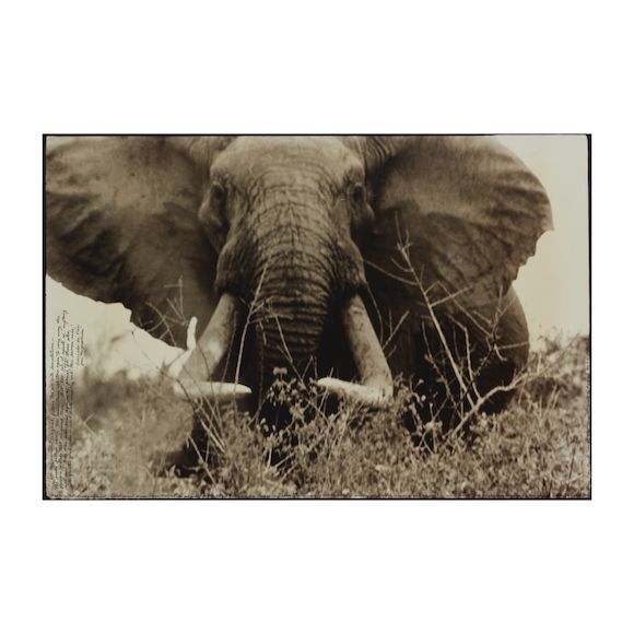 Bonhams Cornette de Saint Cyr : PETER BEARD (1938-2020) Large Tusker 1965